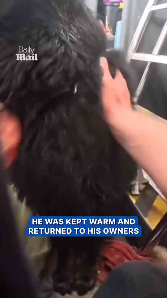Dog rescued after drifting offshore in kayak