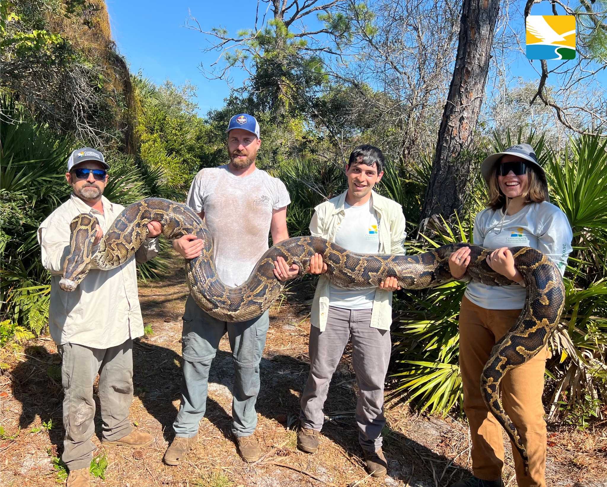 Scientists use male scout snakes to track female Burmese pythons during ...
