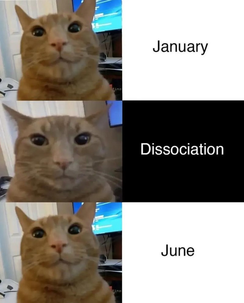 30+ cat memes for pet parents who love their feline friends