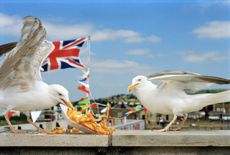 Tourist 'punched seagull to near death' after it snatched his Cornish pasty