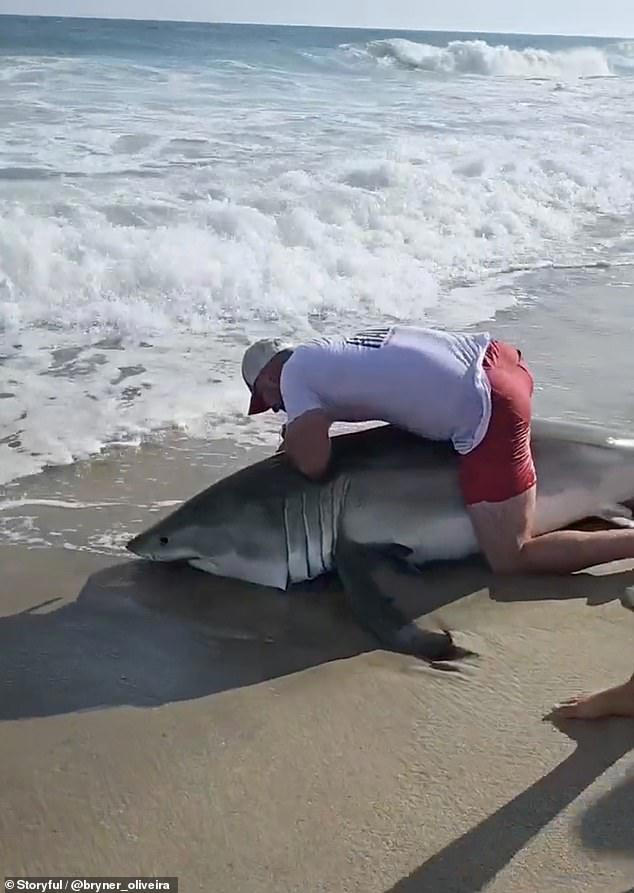 Insane moment fisherman wrangles great white shark on the shores of ...
