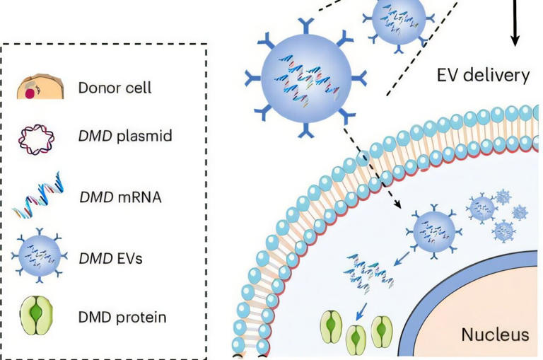 Novel gene therapy platform restores muscle function in Duchenne ...