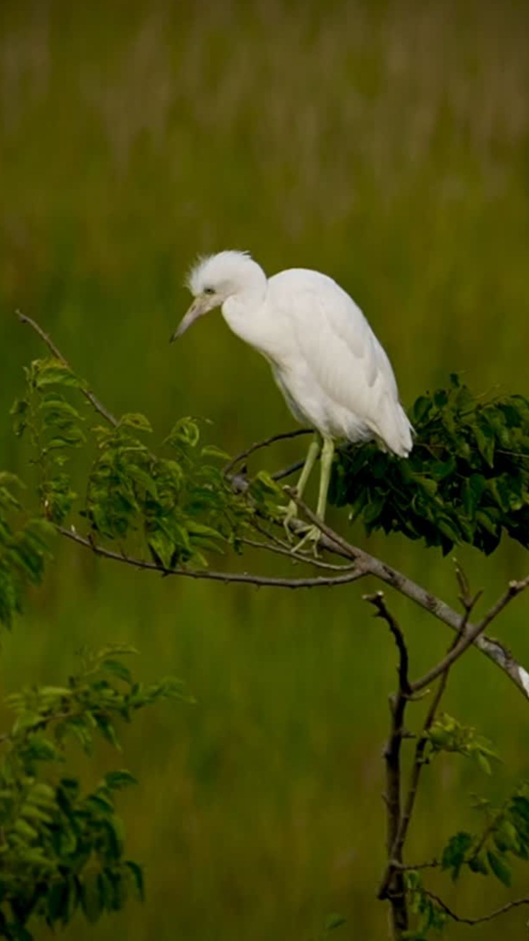 Juvenile little blue herons stay white to blend with white flocks