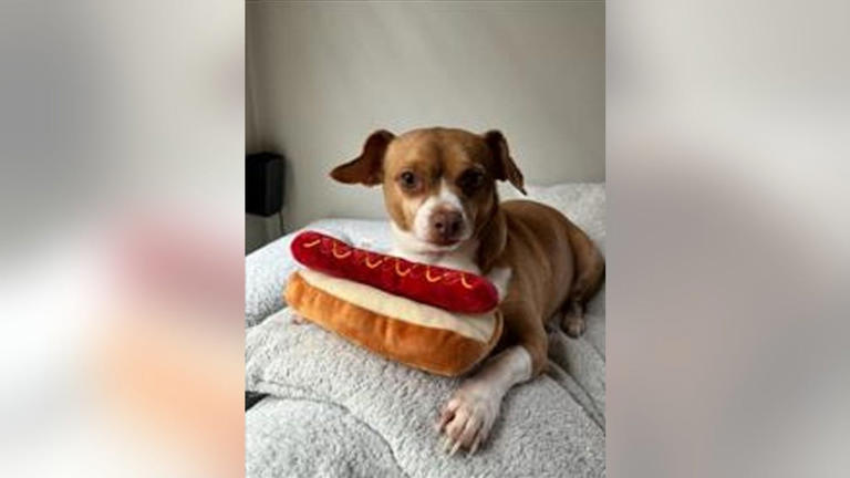 Dog stolen from vehicle in Target parking garage on Chicago's North Side