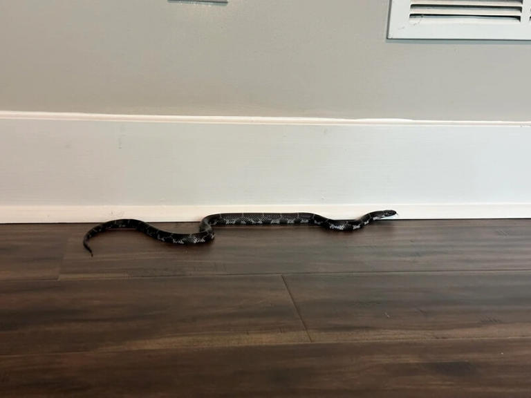 House hunter spots a striking black kingsnake coiled inside during home ...