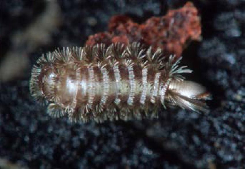 'Its rear end's equipped with 2 tufts of bristles, each shaped like a ...
