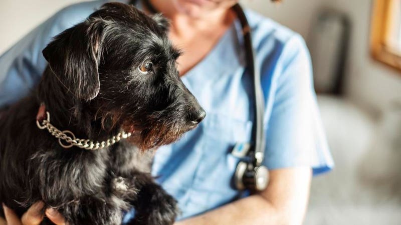 Distemper in dogs: Symptoms and treatments