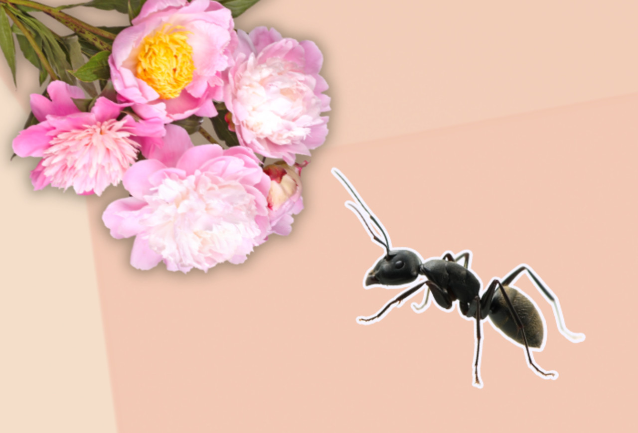 Are your peonies covered in ants? Experts say that's great news
