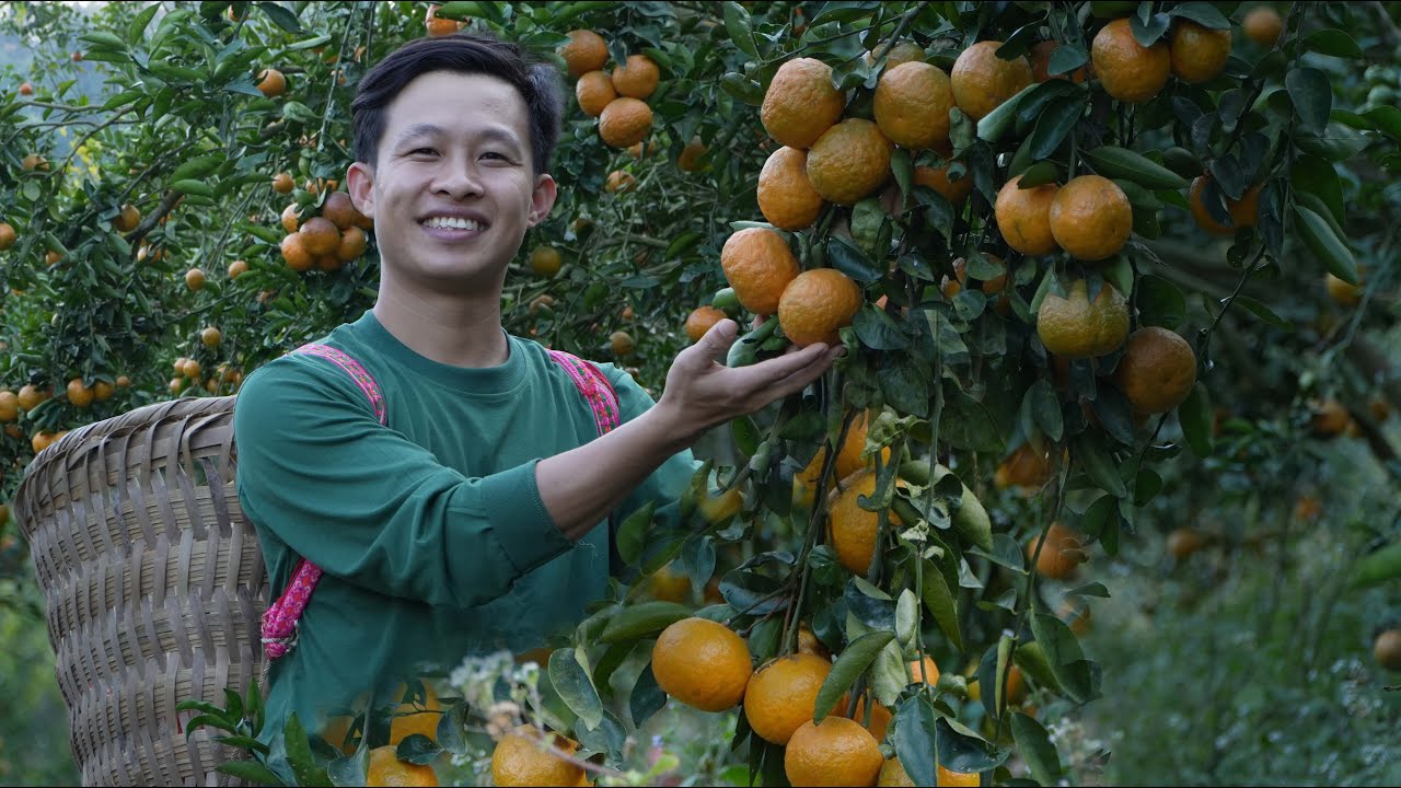 Exploring the citrus market adventure