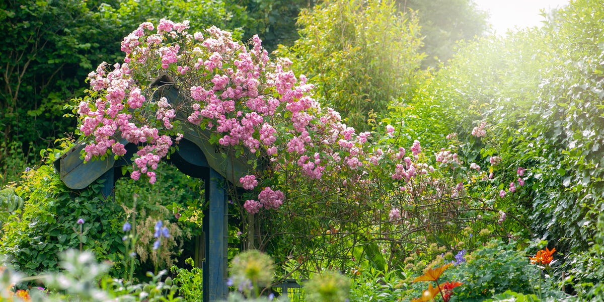 How to create an English-inspired garden at home