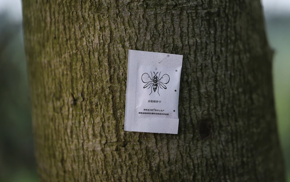 Natural pest control blends science, tradition, and prevention