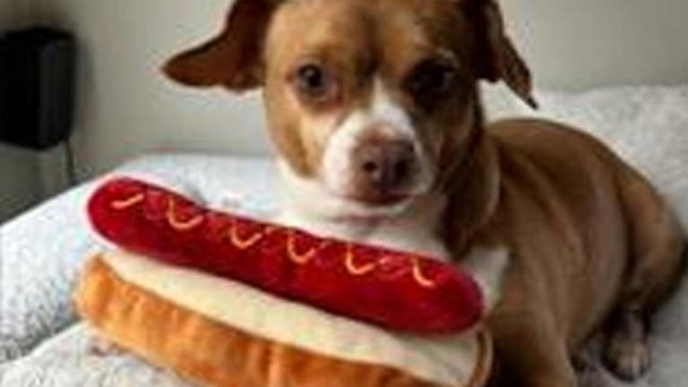 Dog stolen from vehicle in Target parking garage on Chicago's North Side