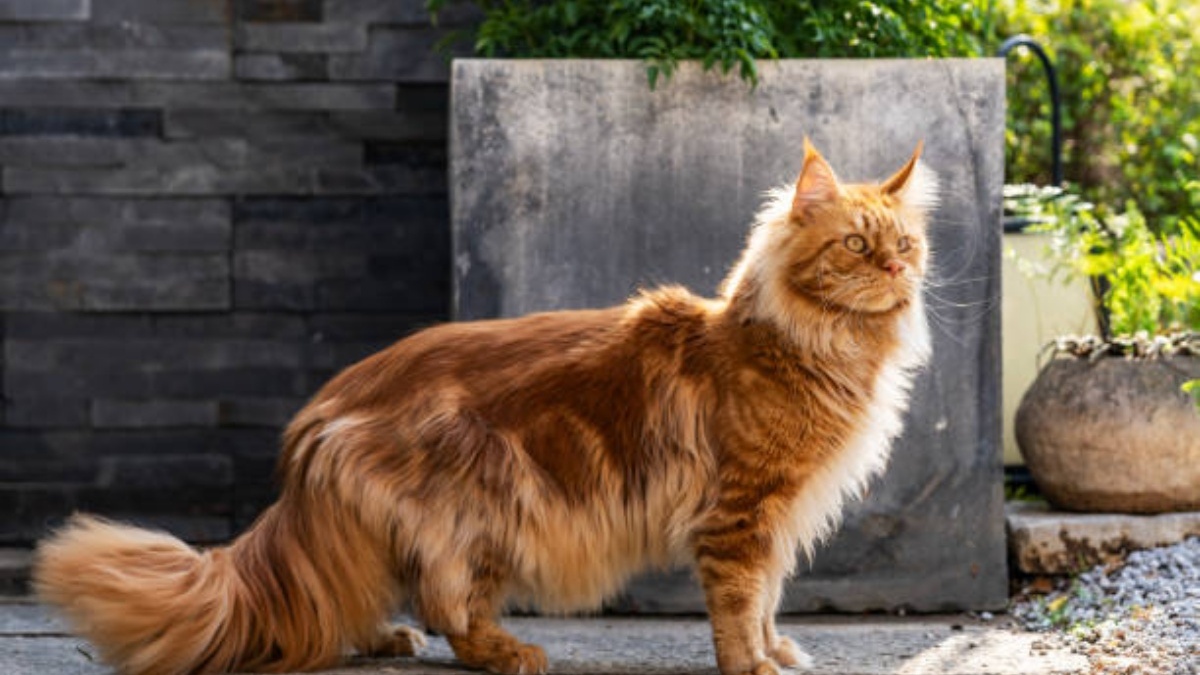 These are the 10 cat breeds that form the strongest bonds with humans