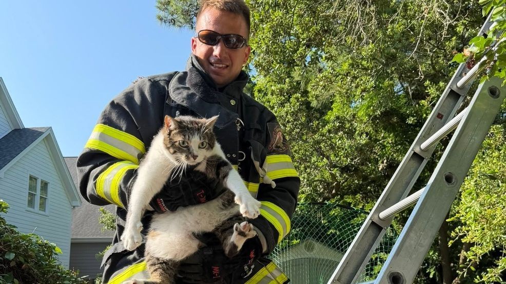 Walk the line, not the limbs: Beaufort firefighters rescue cat named ...