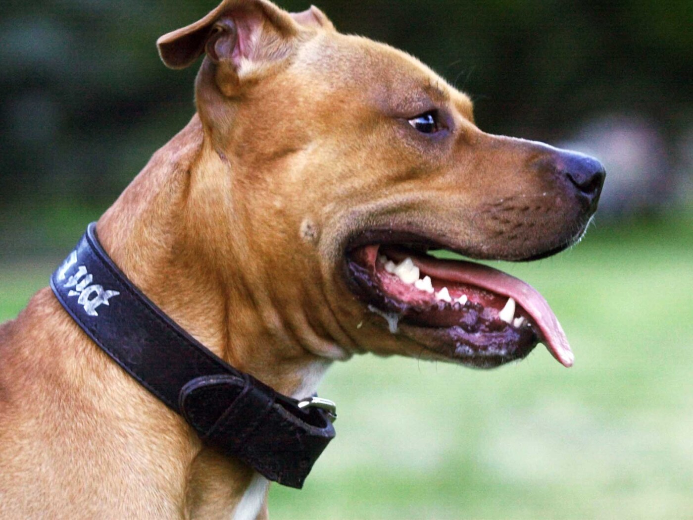 France : le chien Curtis, qui avait tué Elisa, sera euthanasié