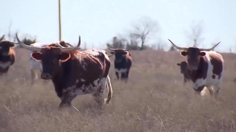 Idaho implements new travel requirements as screwworm spreads in Texas ...