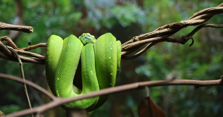 Snake or elephant first? What this viral illusion says about you