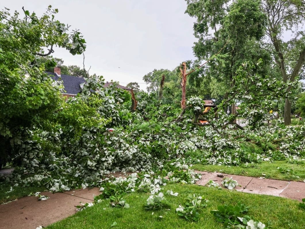 Village of Oak Lawn issues protocol for reporting tree damage, storm ...
