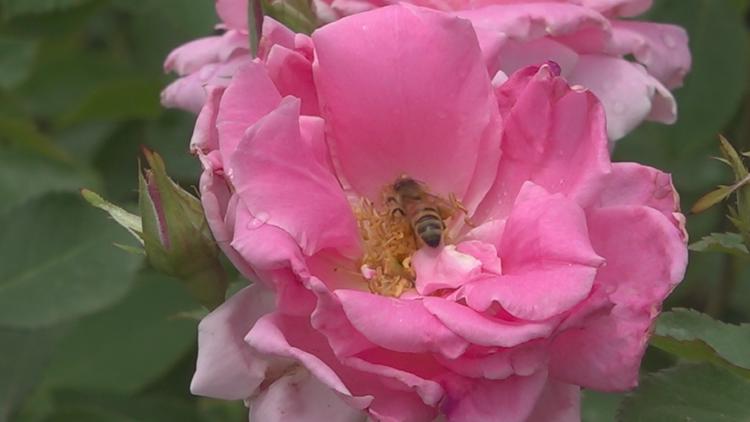 Hershey Gardens welcomes visitors to stop and smell the thousands of ...