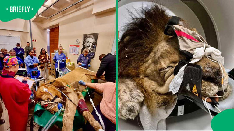 Lion receives CT scan at Onderstepoort Veterinary Academic Hospital