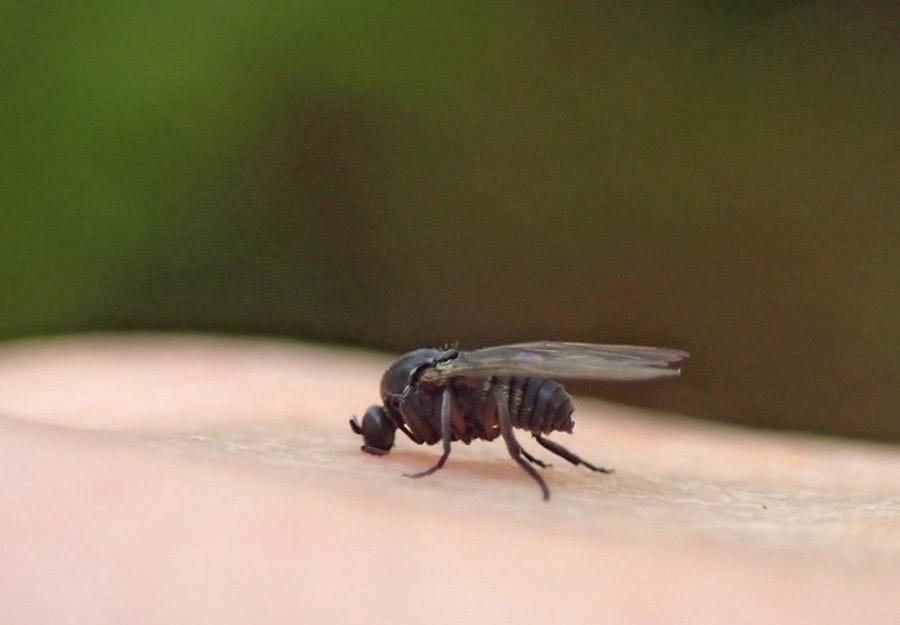 U.P. is famous for sights, and these biting insects. How to stop them