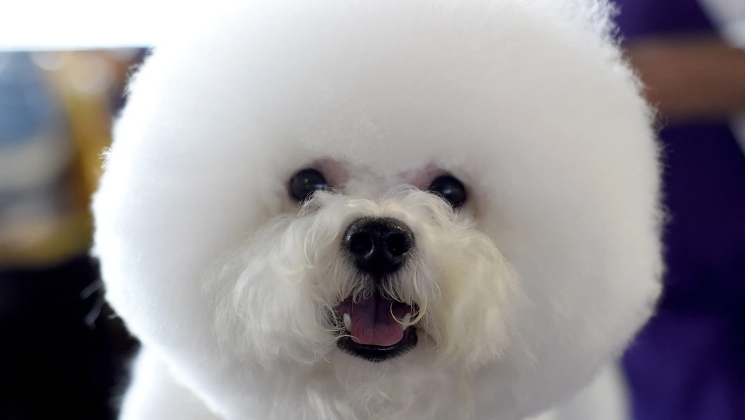 15 dog breeds that crave constant companionship