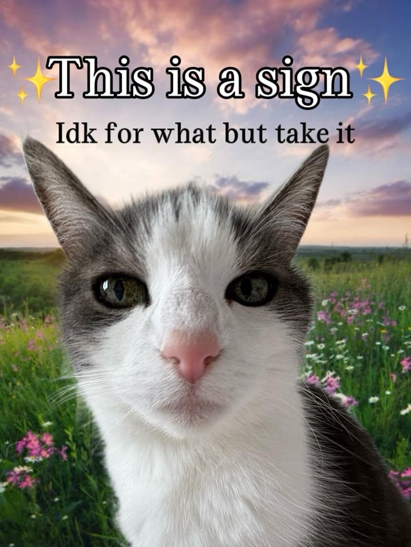 30+ cat memes for pet parents who love their feline friends