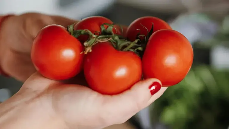 Pomodori in frigo? Perché perdono sapore e consistenza a basse temperature