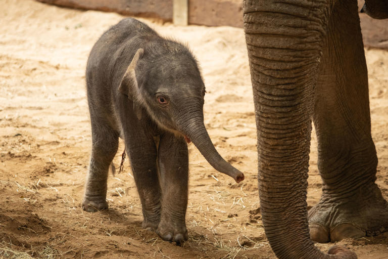 Endangered baby elephant born at Whipsnade Zoo