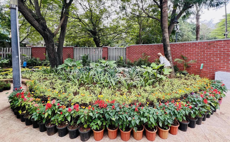 DDA launches massive plantation drive across city