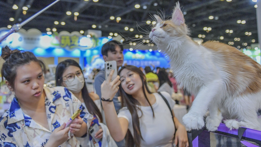 Recognizing and interpreting cat vocalizations