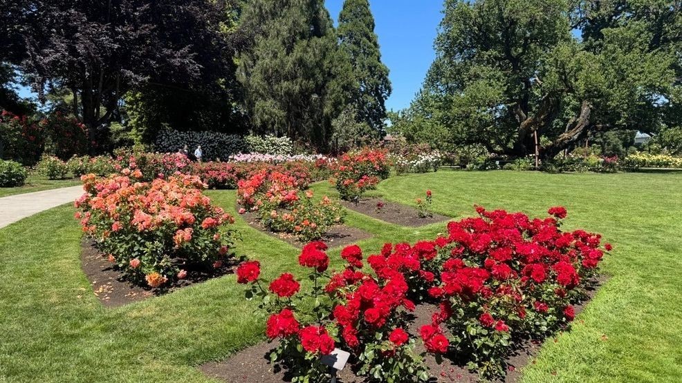 Thousands of roses at Owen Rose Garden to stay in bloom through late June