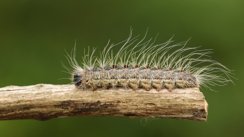 What to do if you find the oak processionary moth in your garden