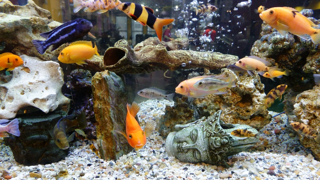10 aggressive and semi-aggressive aquarium fish