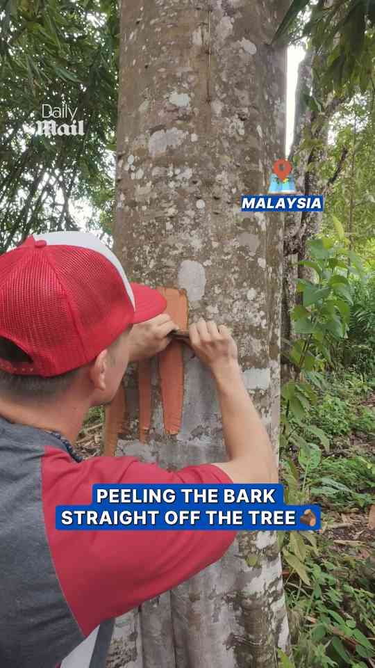 Cinnamon harvest reveals how the popular spice is made