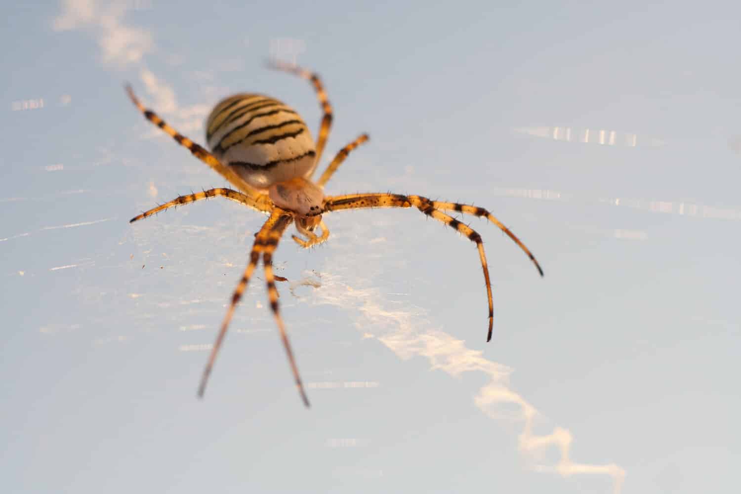 15 nightmare-inducing spiders that live in Japan