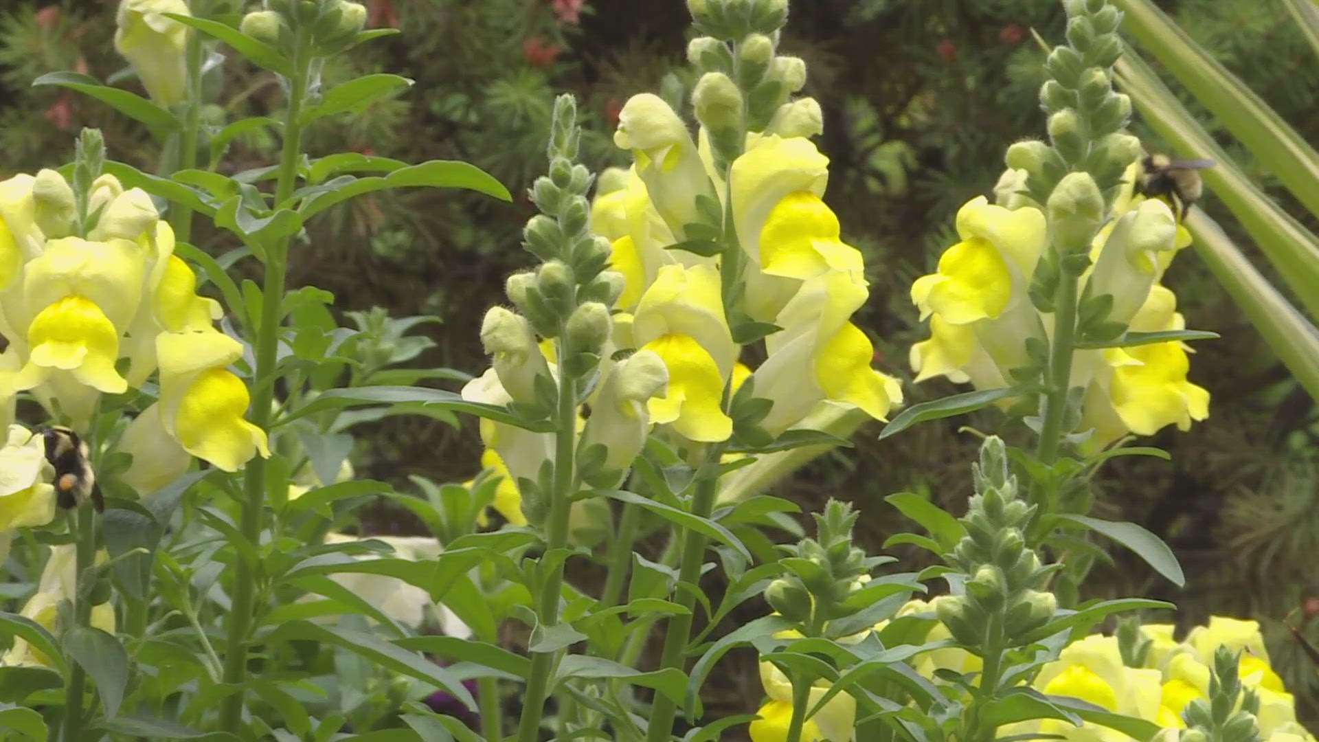 Rob Proctor prepares garden for public tours