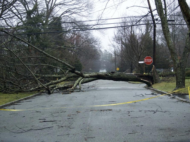 Wheaton works to clean downed trees, debris as more storms expected