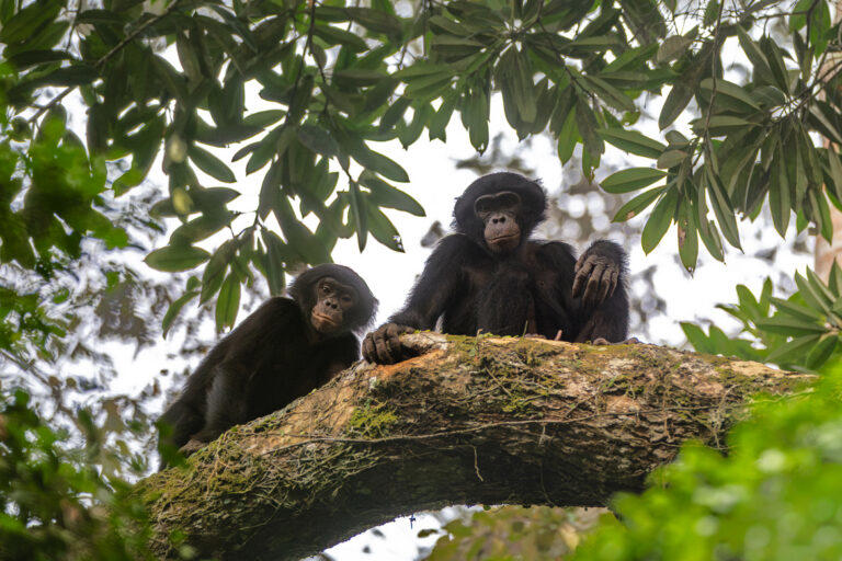 Four years to earn their trust: Habituating bonobos in DRC’s Salonga ...