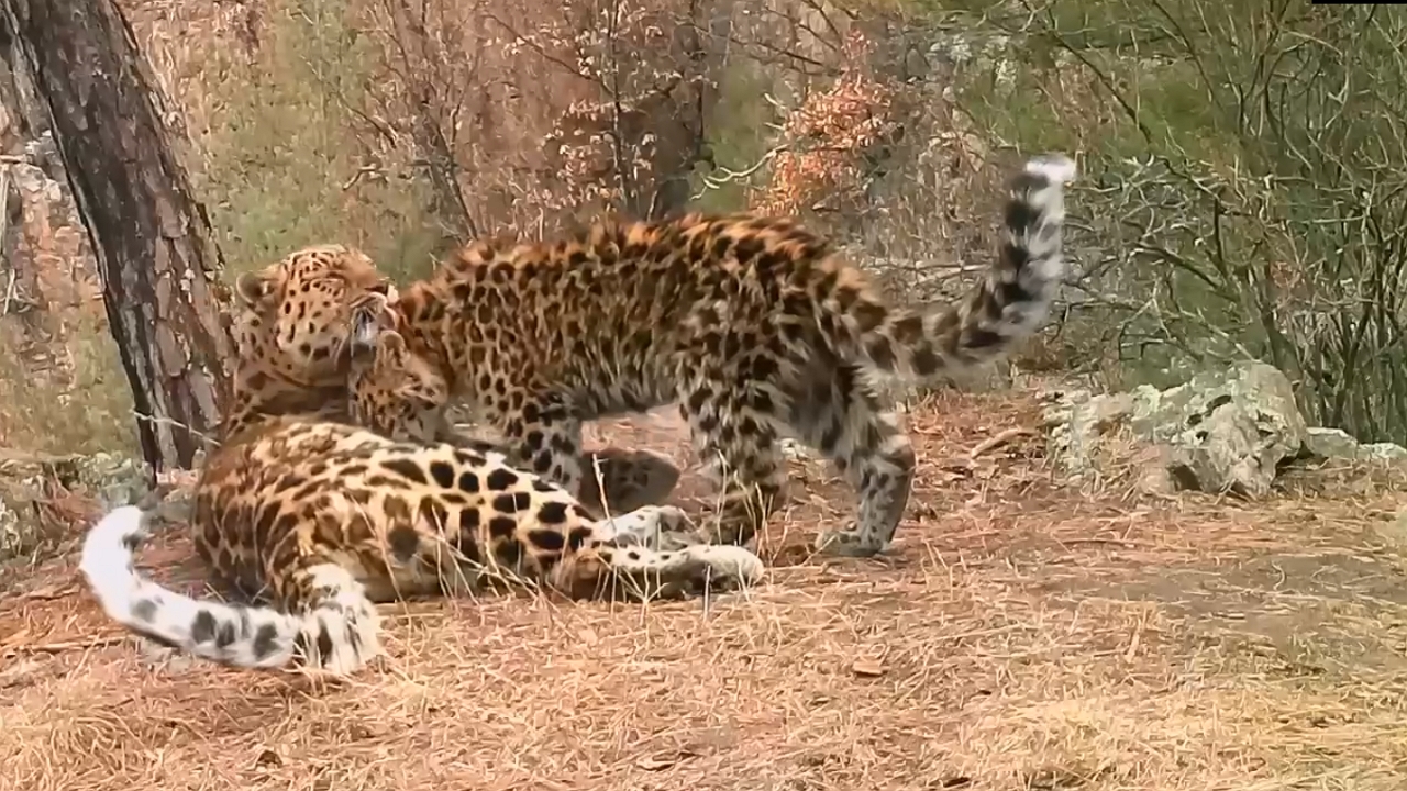 Rare footage captures Far Eastern leopard kitten nursing in Land of the ...