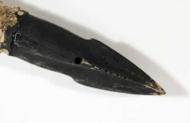 Scientists found a 100-year-old unexpected object inside a whale, and ...