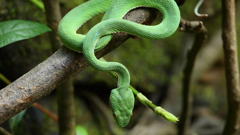 This is why most people fail to find snakes: How one can instantly spot ...