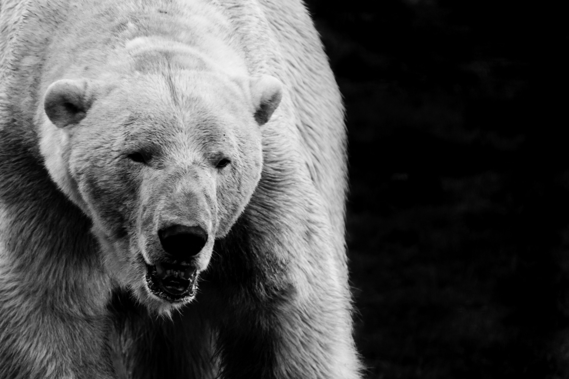 The most aggressive animals in the world