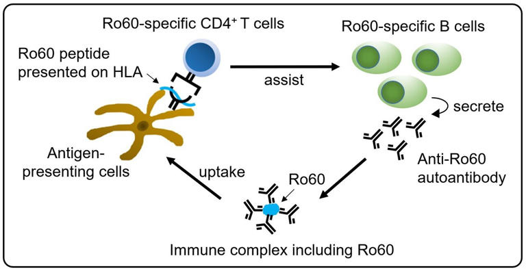 Scientists reveal an autoimmune vicious cycle in Sjögren's disease
