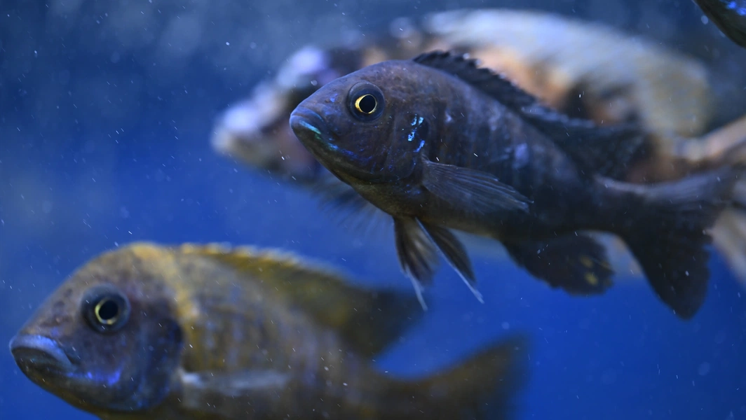 10 aggressive and semi-aggressive aquarium fish