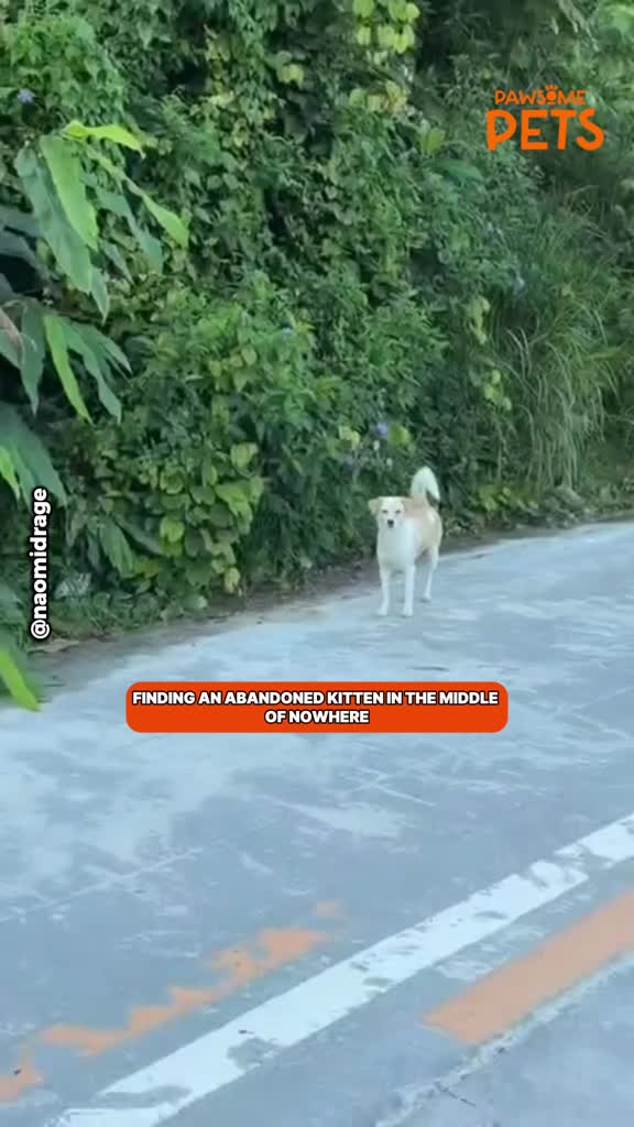 One curious stray dog leads woman to an unexpected surprise