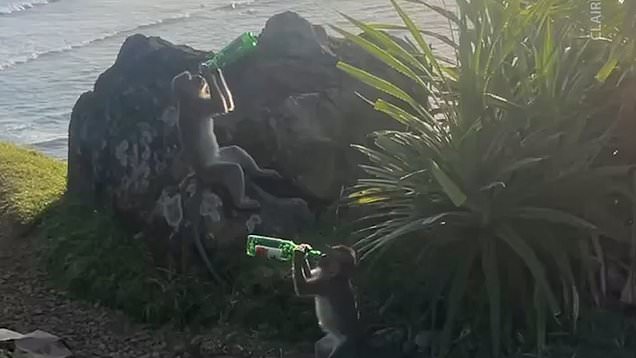 Monkeys spotted drinking beer on the beach
