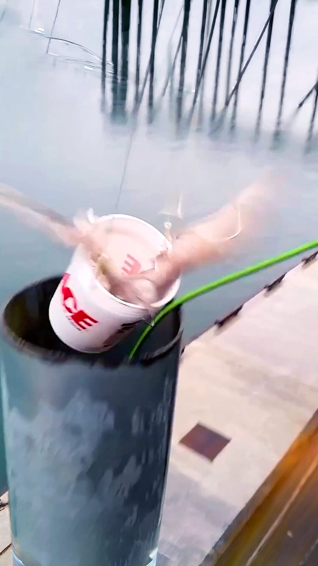 Alaskan hero saves trapped birds in a genius way 🐦 ️