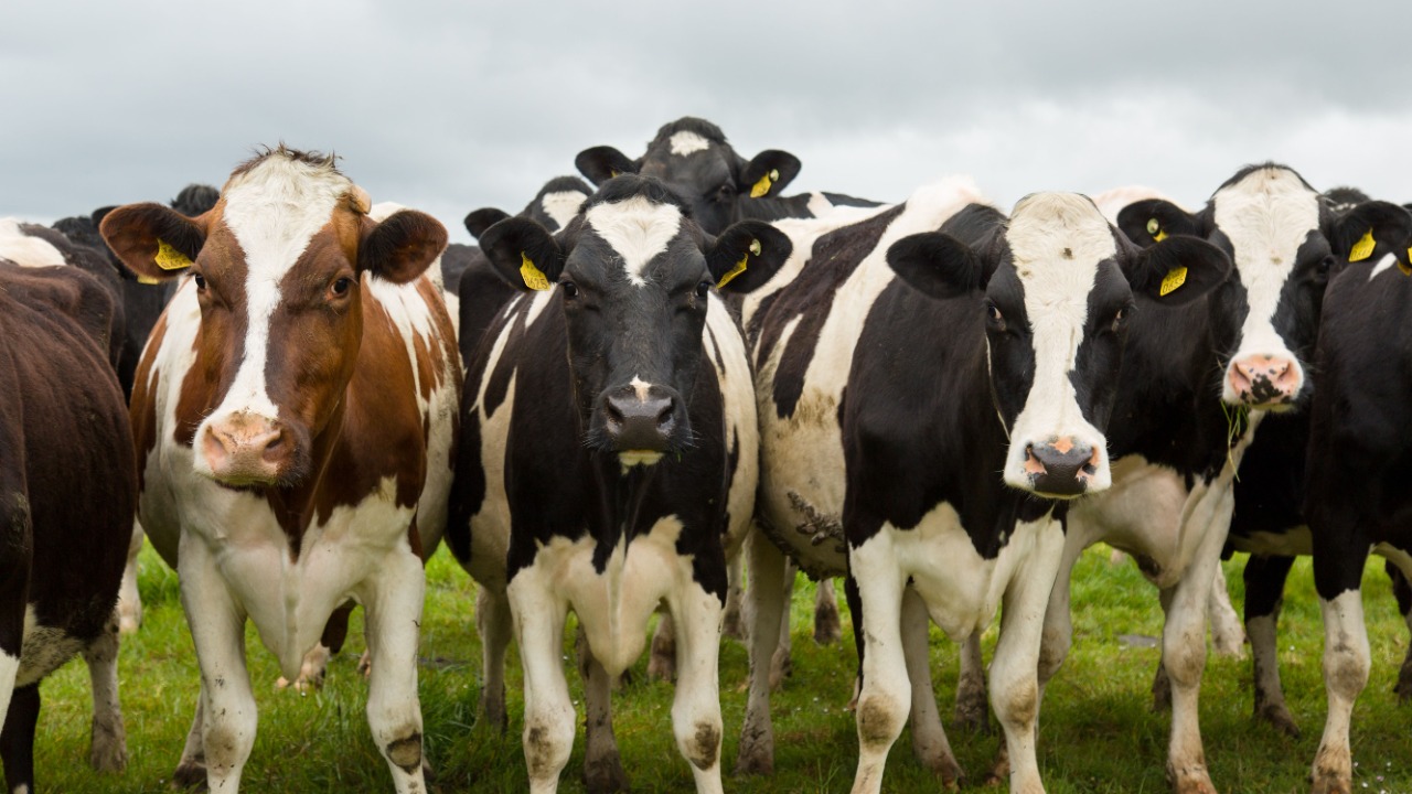 A(H5) bird flu is still circulating in US dairy cows and poultry
