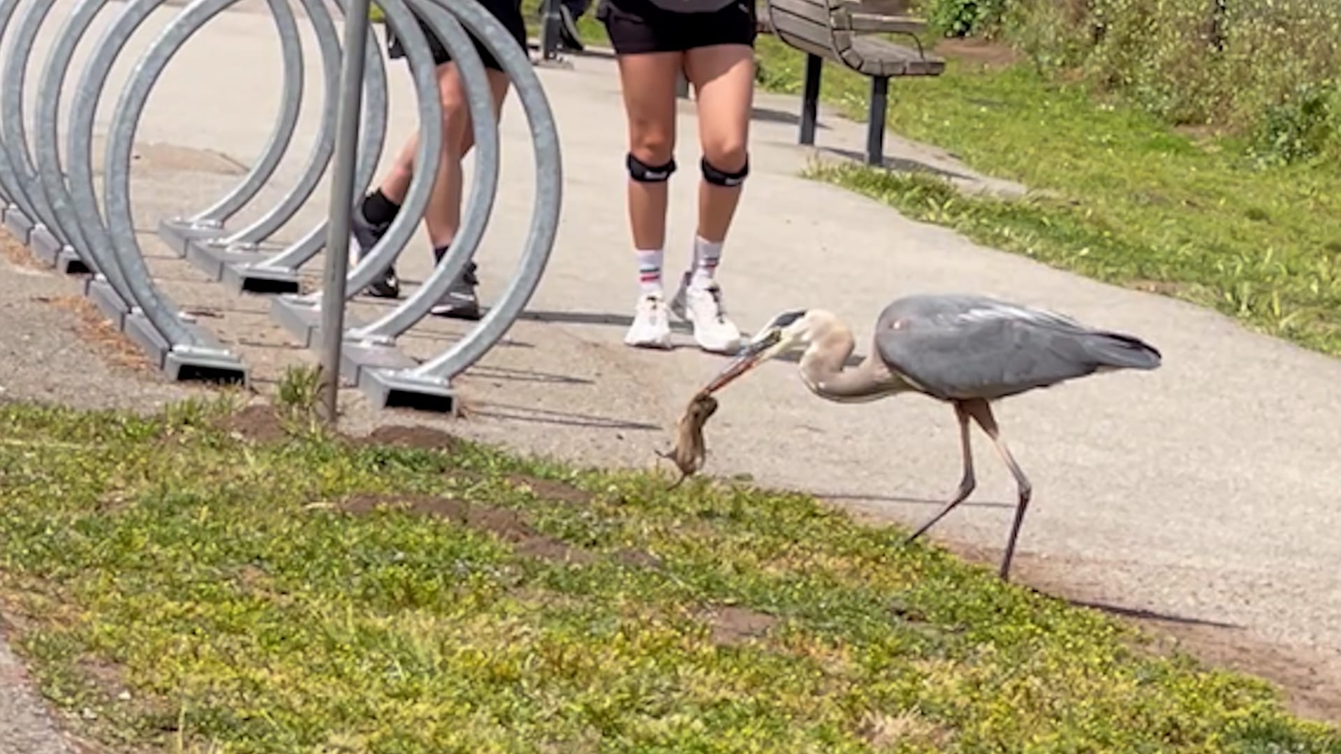 Tourists left stunned as heron snatches unsuspecting rodent from the ground